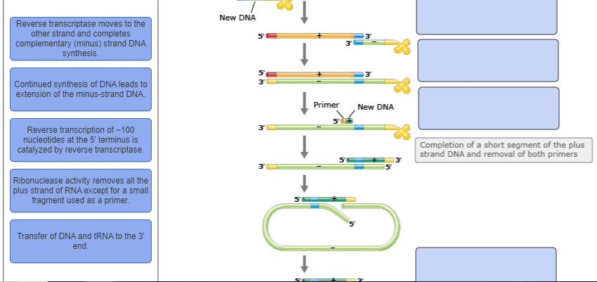 Solved New DNA Reverse transcriptase moves to the other | Chegg.com