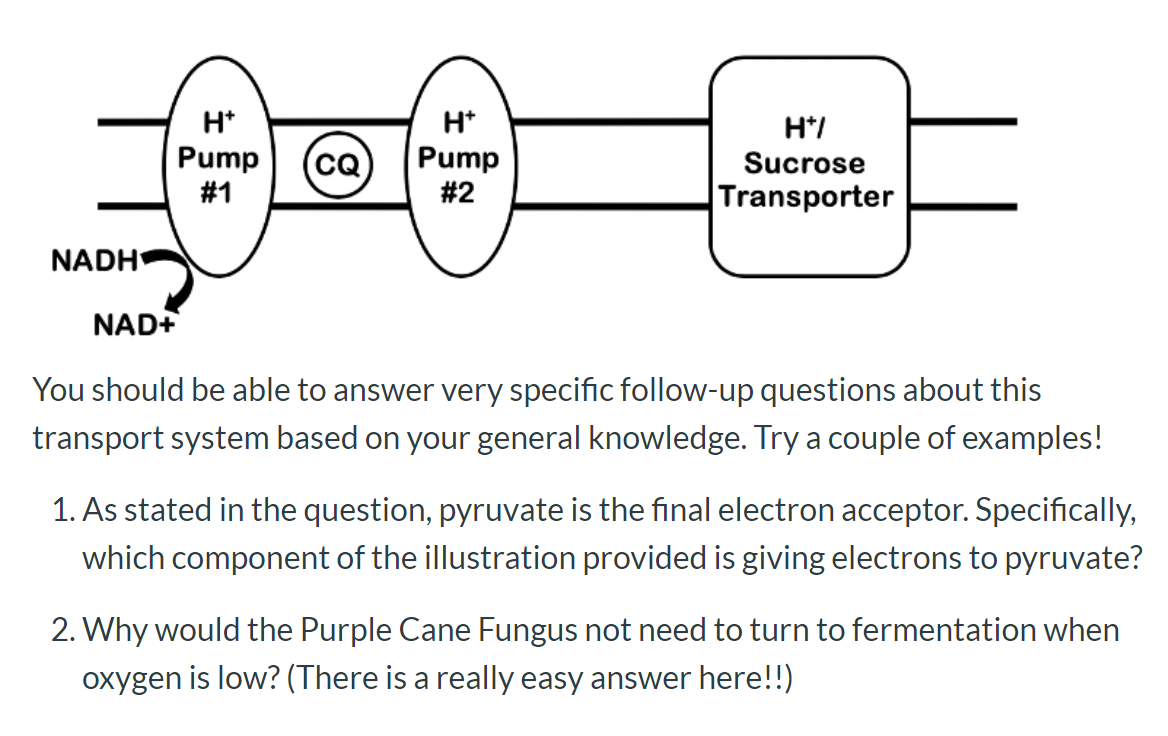 Solved H+ H Pump #1 Pump HI Sucrose Transporter #2 NADH NAD+ | Chegg.com