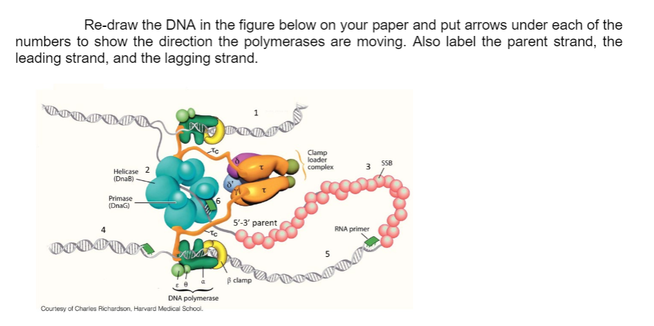 Solved Re-draw the DNA in the figure below on your paper and | Chegg.com