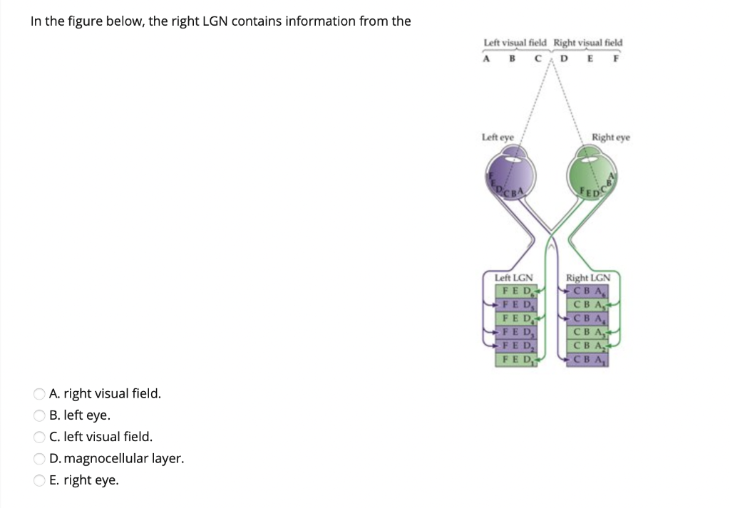 Solved In the figure below, the right LGN contains | Chegg.com