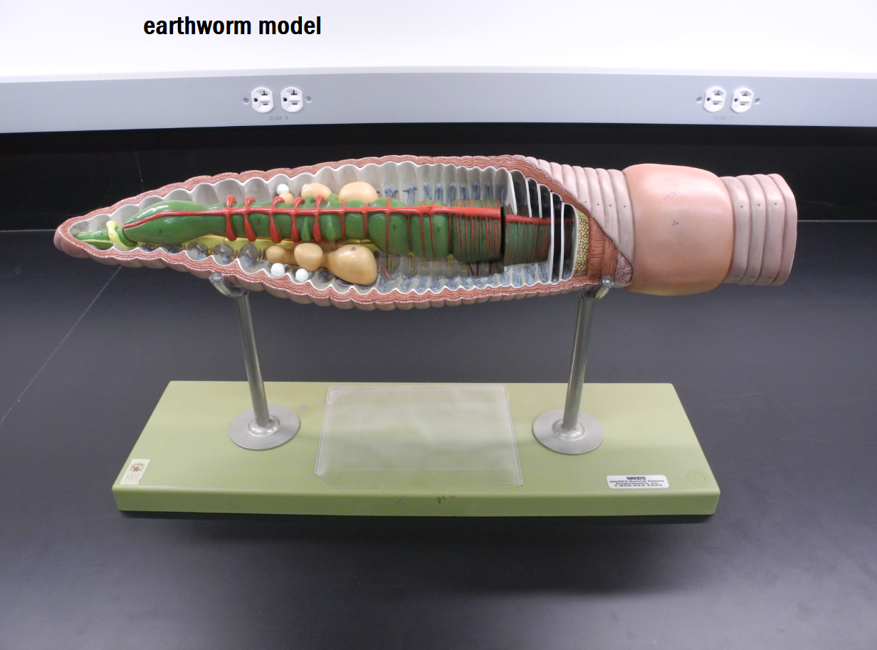 Solved earthworm model | Chegg.com