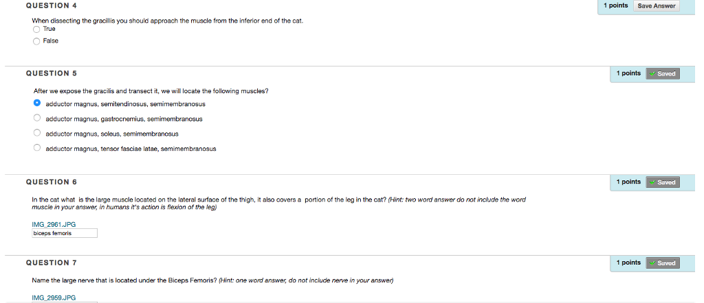 Solved QUESTION 4 1 points Save Answer When dissecting the | Chegg.com
