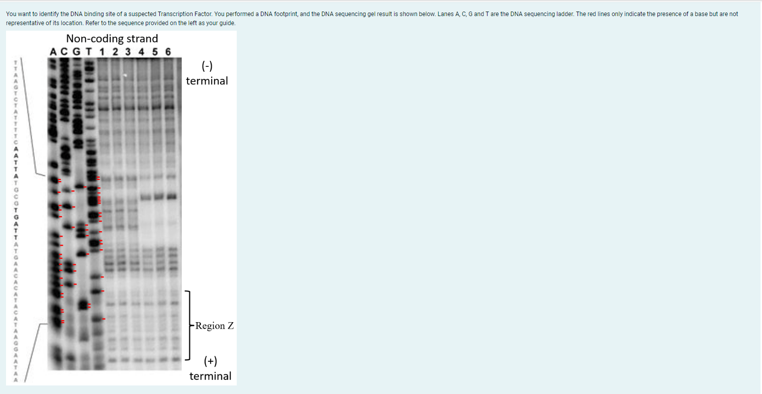 Solved a. State the sequence of the TF binding site (coding | Chegg.com