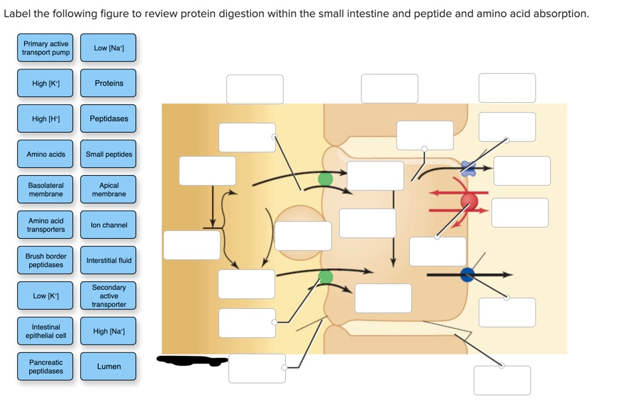 Solved Label the following figure to review protein | Chegg.com