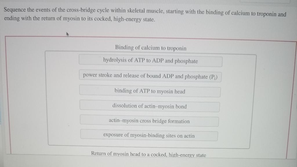 Solved Sequence the events of the cross-bridge cycle within | Chegg.com