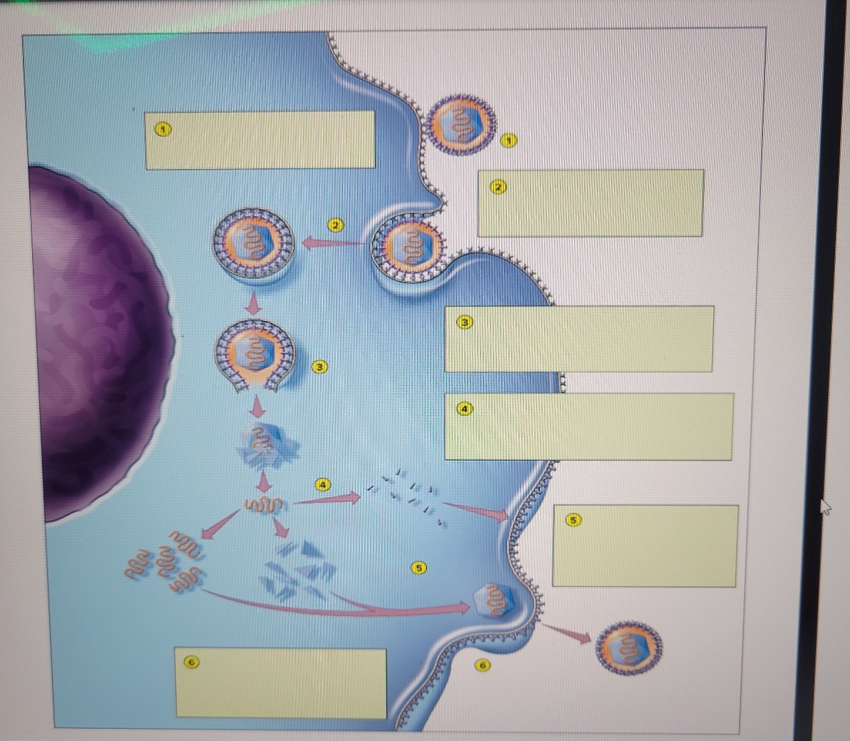 Solved Label and describe the precess of each of the six | Chegg.com