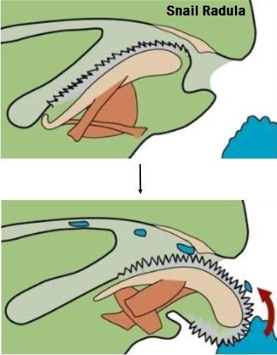 Solved Snail Radula | Chegg.com