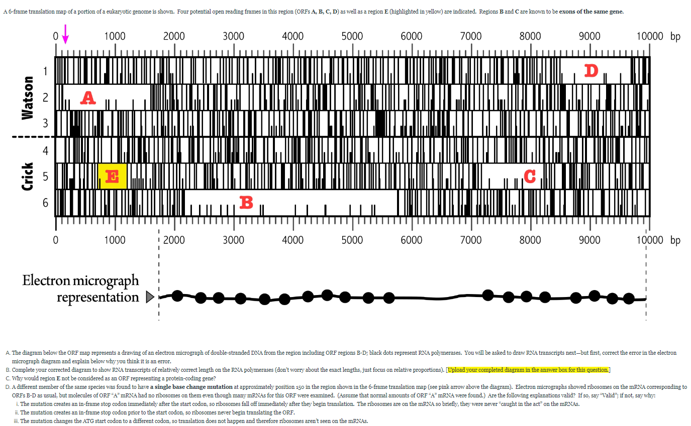 Solved A 6-frame translation map of a portion of a | Chegg.com