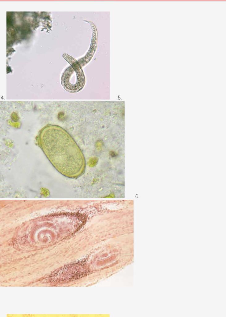 Instructions Identify the parasite (Scientific name | Chegg.com