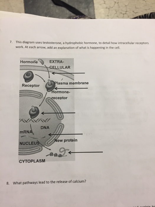 Solved 7. This diagram uses testosterone, a hydrophobic | Chegg.com
