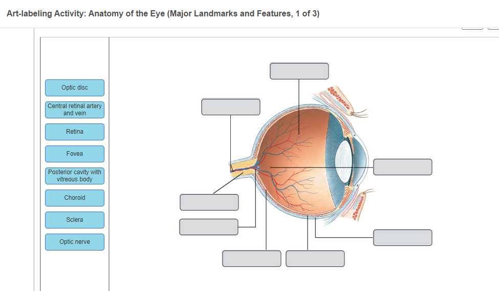 Solved Art-labeling Activity: Anatomy of the Eye (Major | Chegg.com