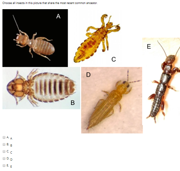Choose all insects in this picture that share the | Chegg.com