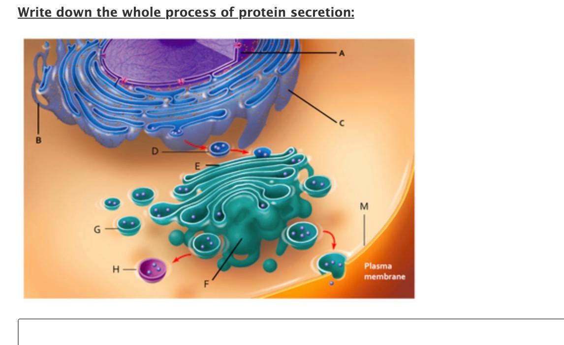 Solved Write down the whole process of protein secretion: M | Chegg.com
