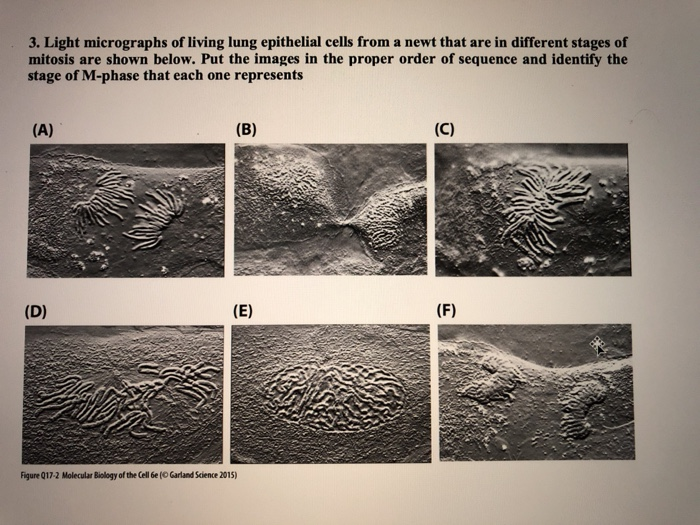 Solved 3. Light micrographs of living lung epithelial cells | Chegg.com Solved 3. Light micrographs of living lung epithelial cells | Chegg.com