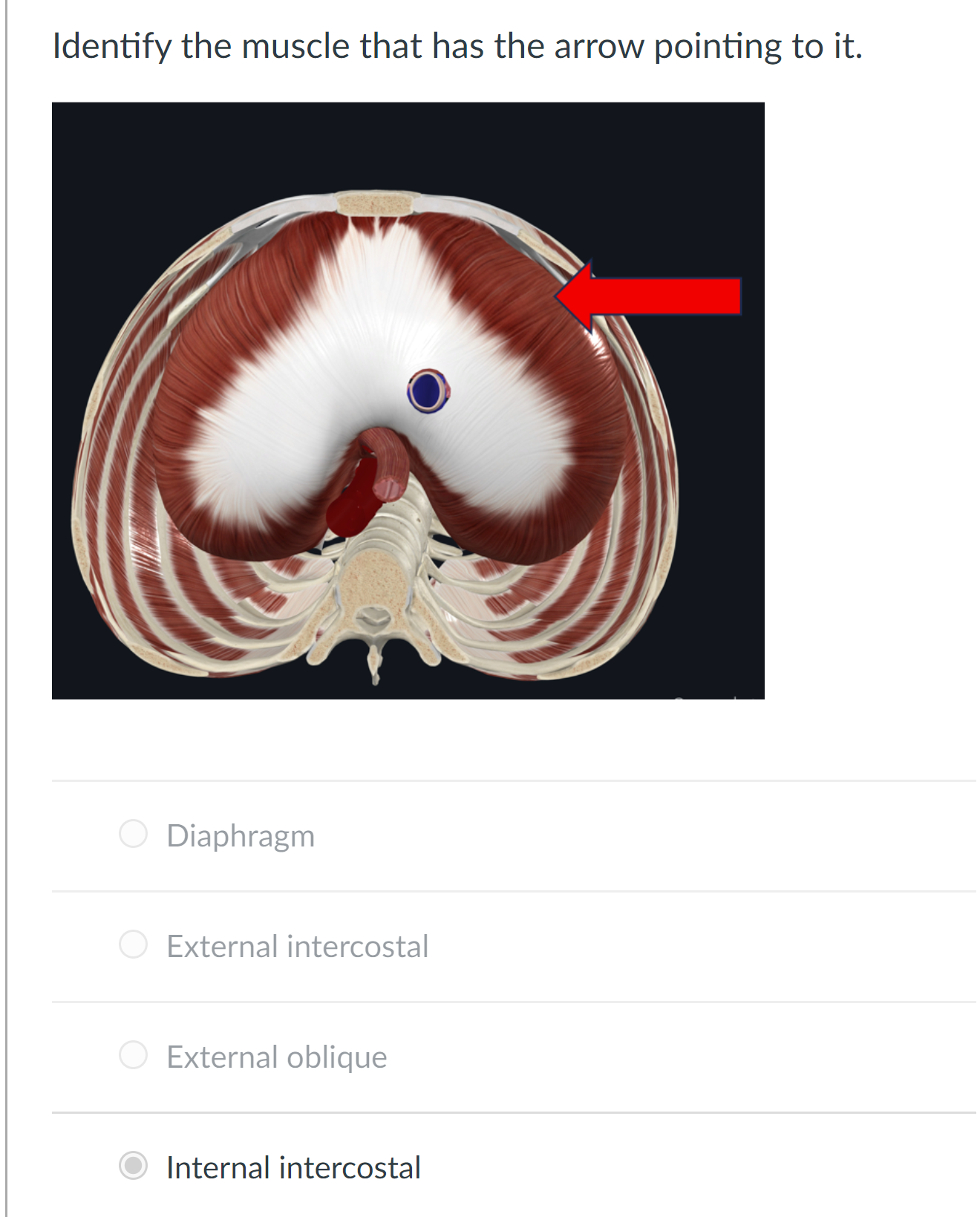 Solved Identify the muscle that has the arrow pointing to | Chegg.com
