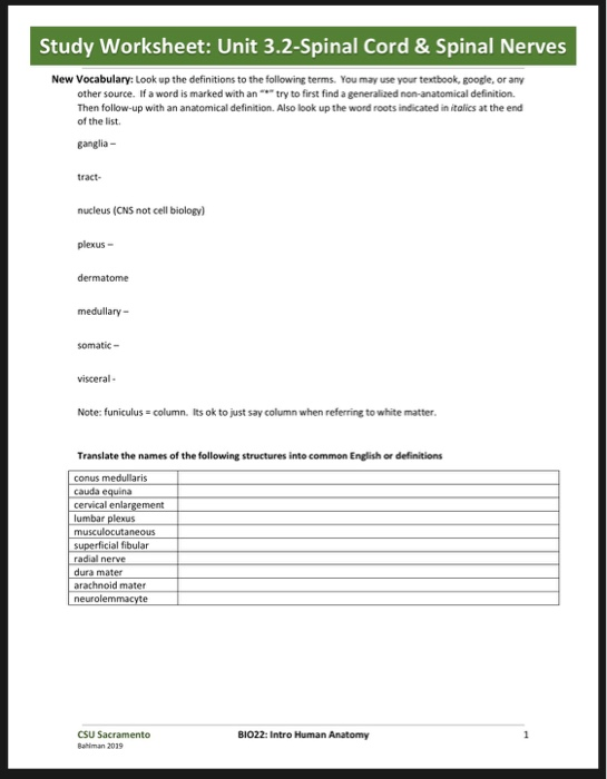 Solved Study Worksheet: Unit 3.2-Spinal Cord & Spinal Nerves | Chegg.com