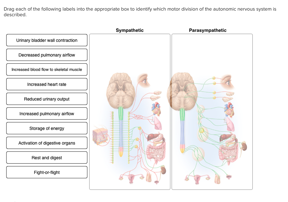 Solved Drag each of the following labels into the | Chegg.com