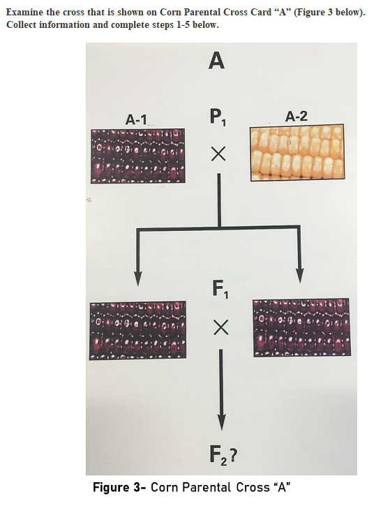 Solved Examine the cross that is shown on Corn Parental | Chegg.com