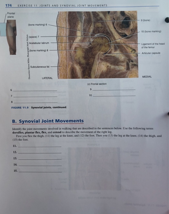 Solved Reviewing Your Knowledge EXERCISE A. Structural and | Chegg.com