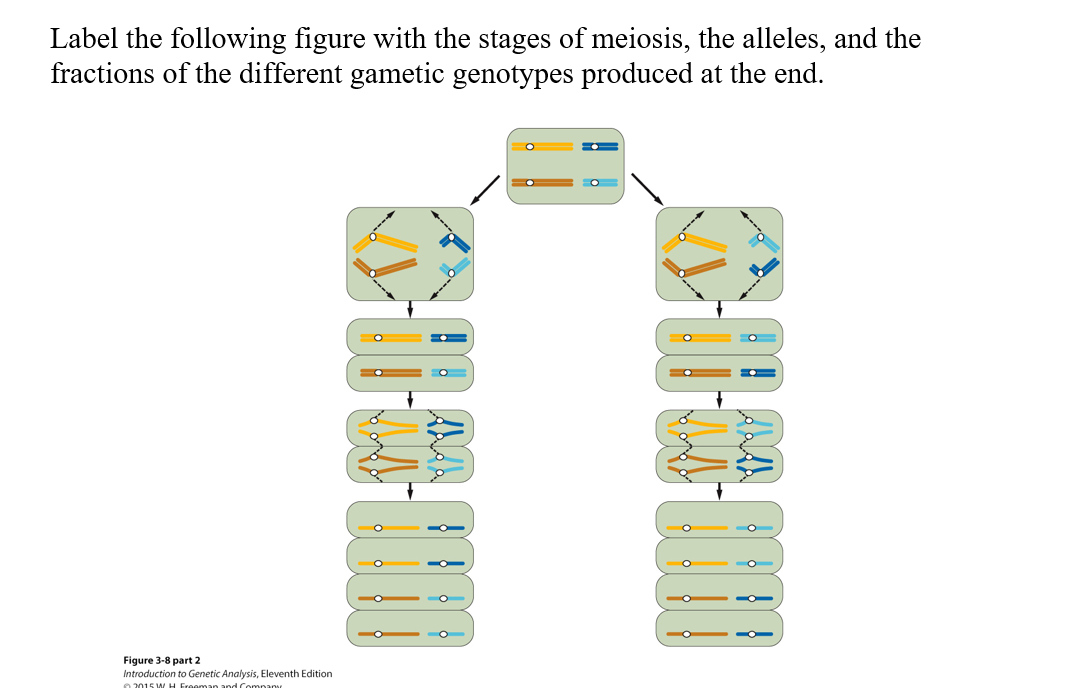 Solved Label the following figure with the stages of | Chegg.com