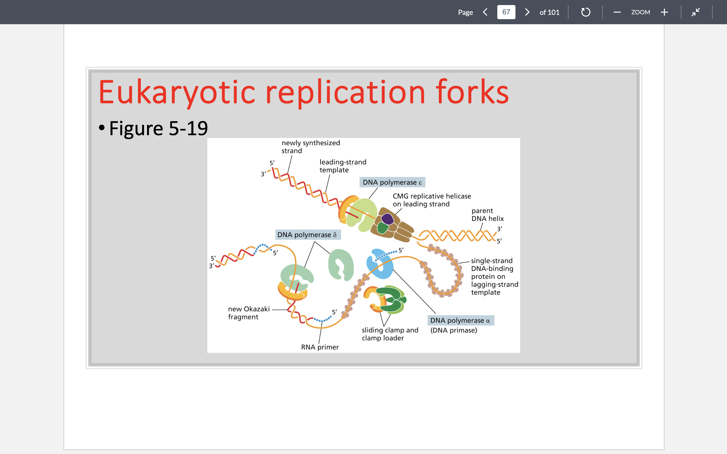Solved Figure 5-19 in text shows the eukaryotic replication | Chegg.com