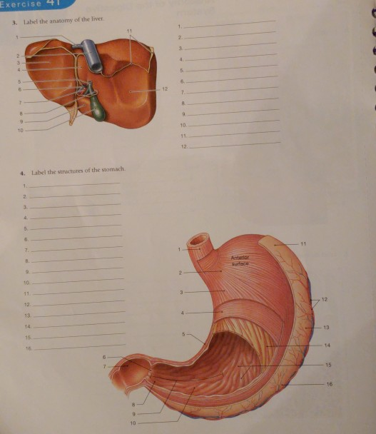 Diagram Of Liver With Labelling - The Pancreas And Its Functions ...