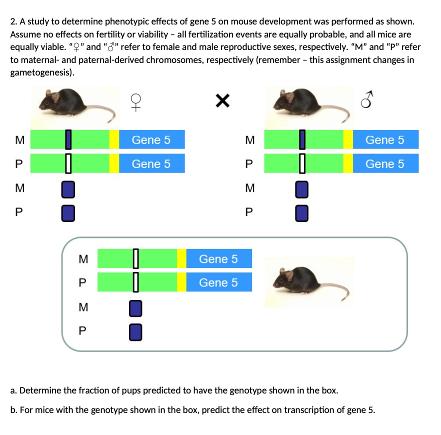 Solved 2. A study to determine phenotypic effects of gene 5 | Chegg.com
