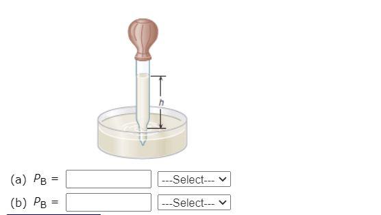 Solved A meat baster consists of a squeeze bulb attached to | Chegg.com