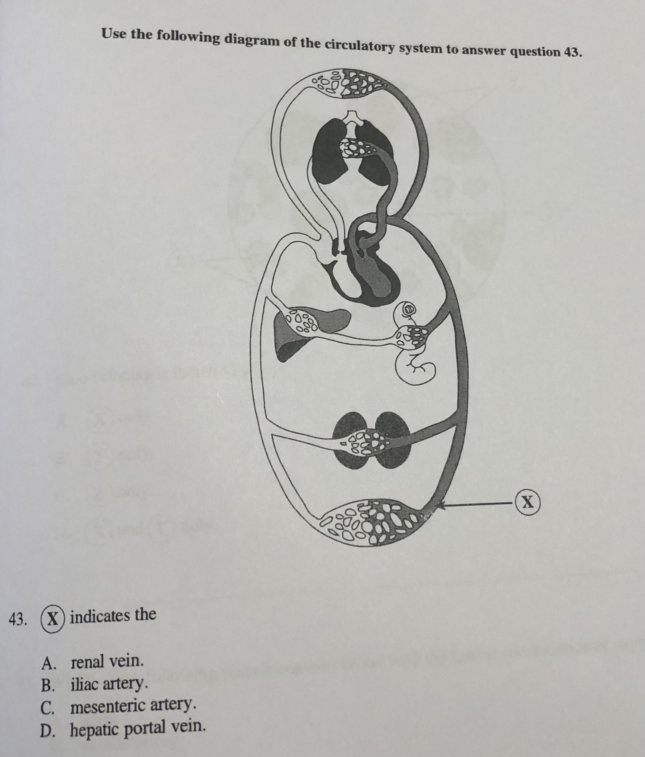 Solved Use the following diagram of the circulatory system | Chegg.com