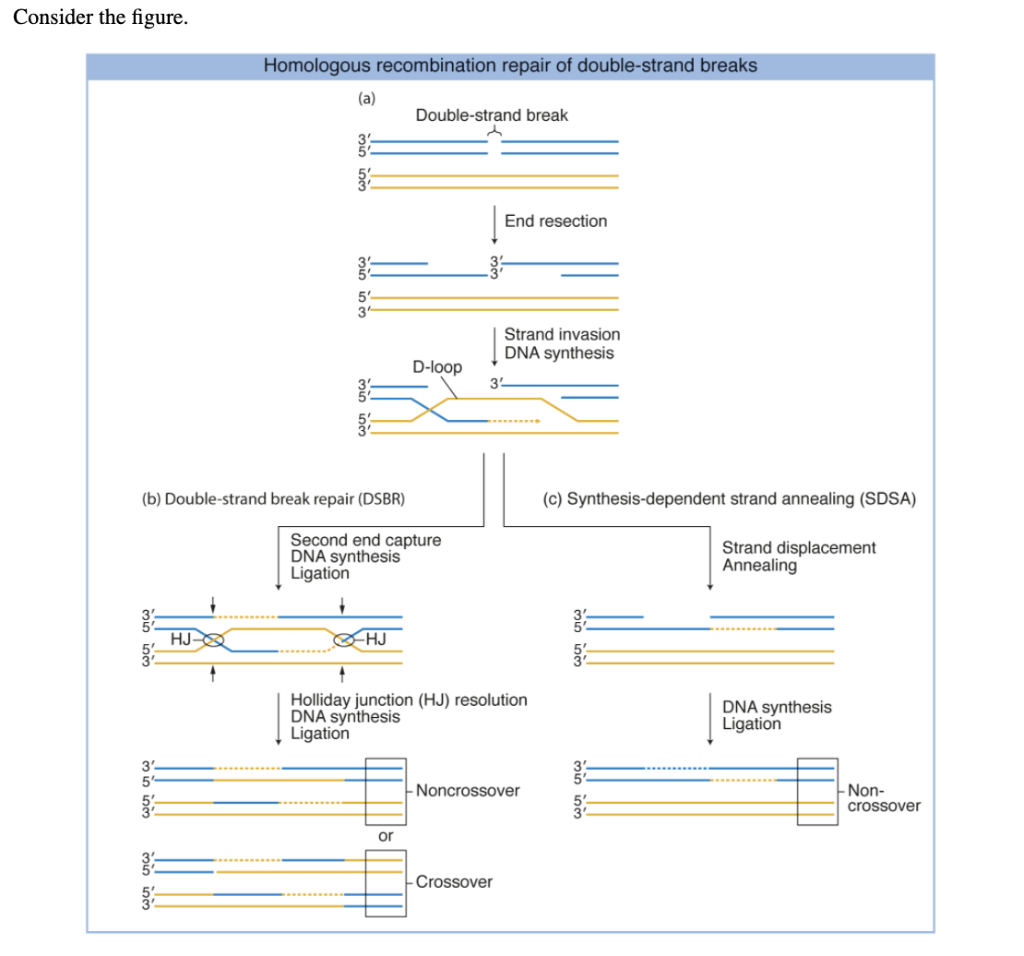 Solved Consider the figure. Homologous recombination repair | Chegg.com