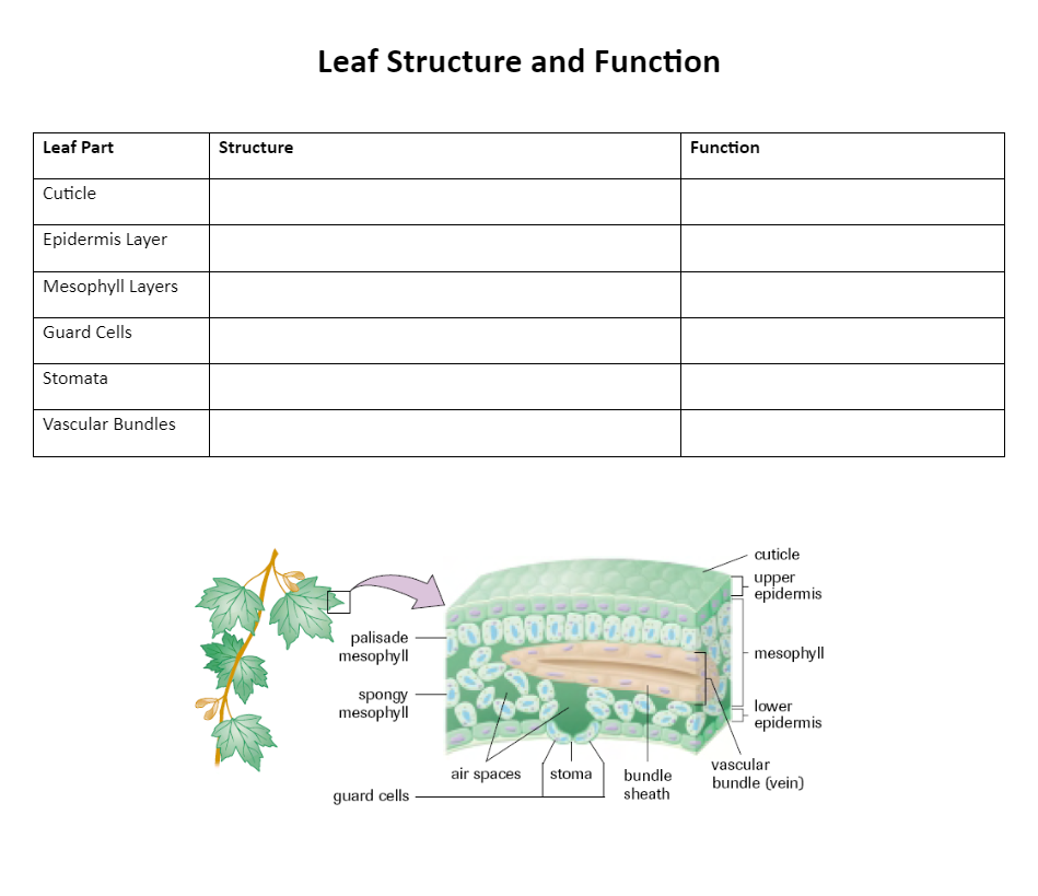 Solved Leaf Structure and Function | Chegg.com
