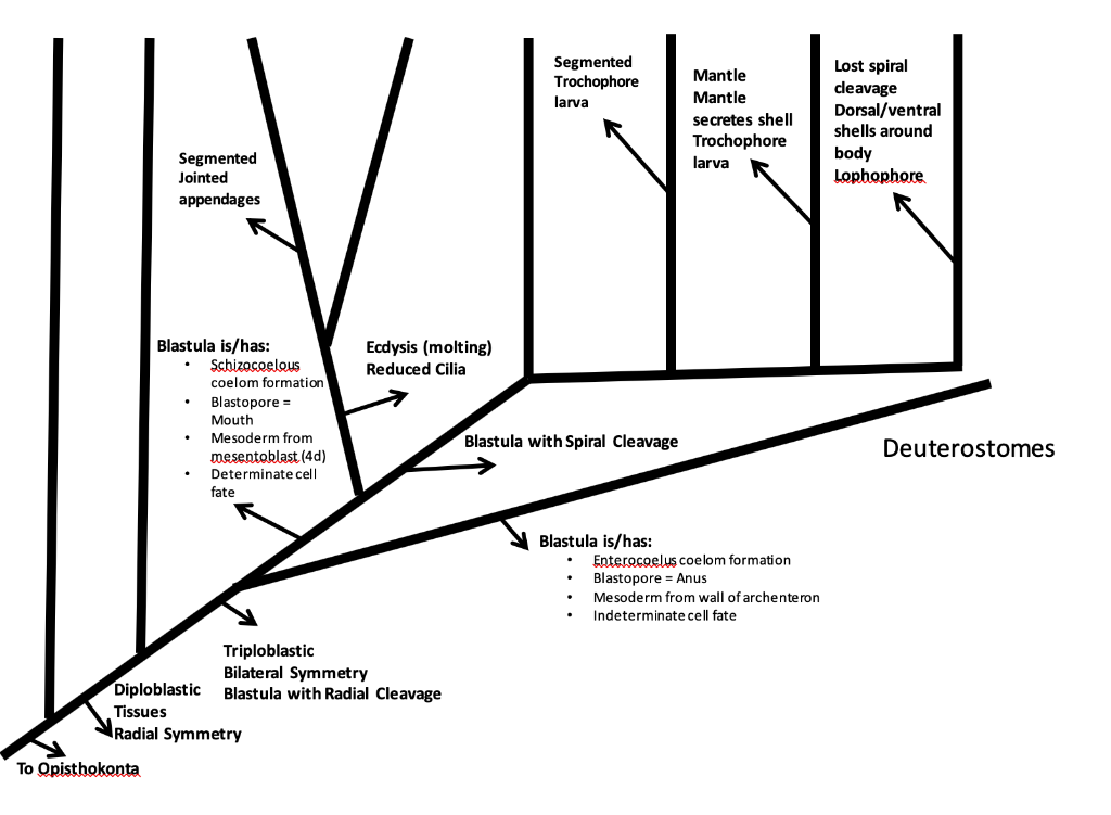 Solved As you examine the specimens (slides, whole | Chegg.com