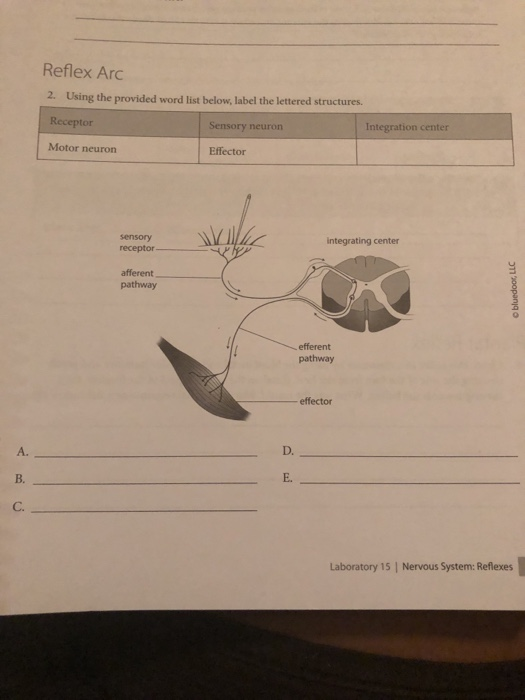 Solved LABORATORY 15 Lab Report: Nervous System: Reflexes | Chegg.com