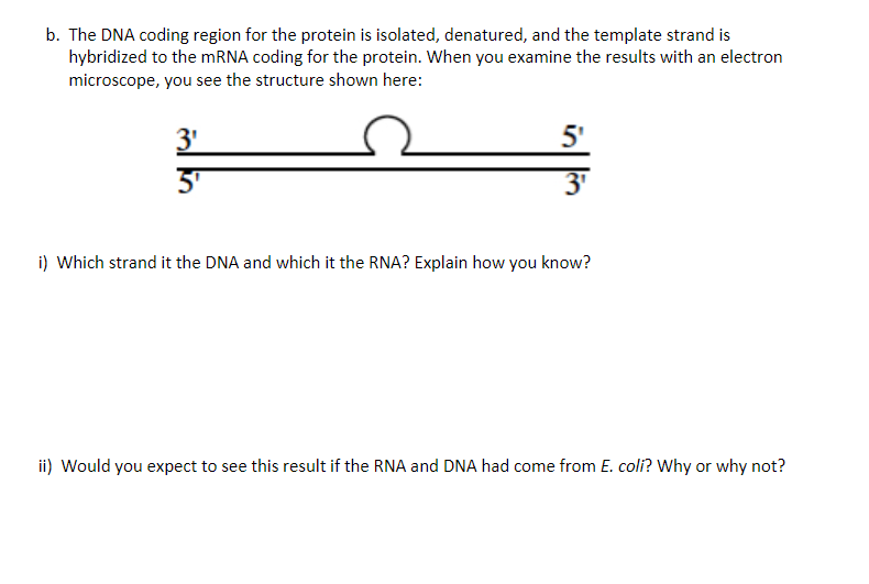 Solved b. The DNA coding region for the protein is isolated, | Chegg.com