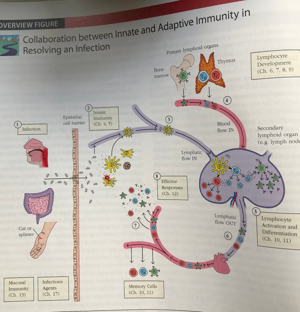 Solved The immune system is self-restricted and the | Chegg.com