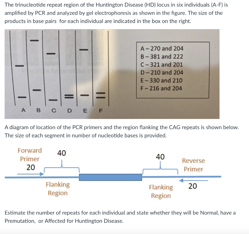 The trinucleotide repeat region of the Huntington | Chegg.com