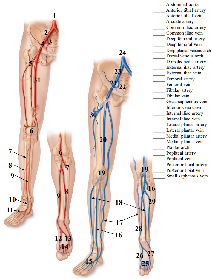 Solved 2 3 24 23 31 21:22 Abdominal aorta Anterior tibial | Chegg.com