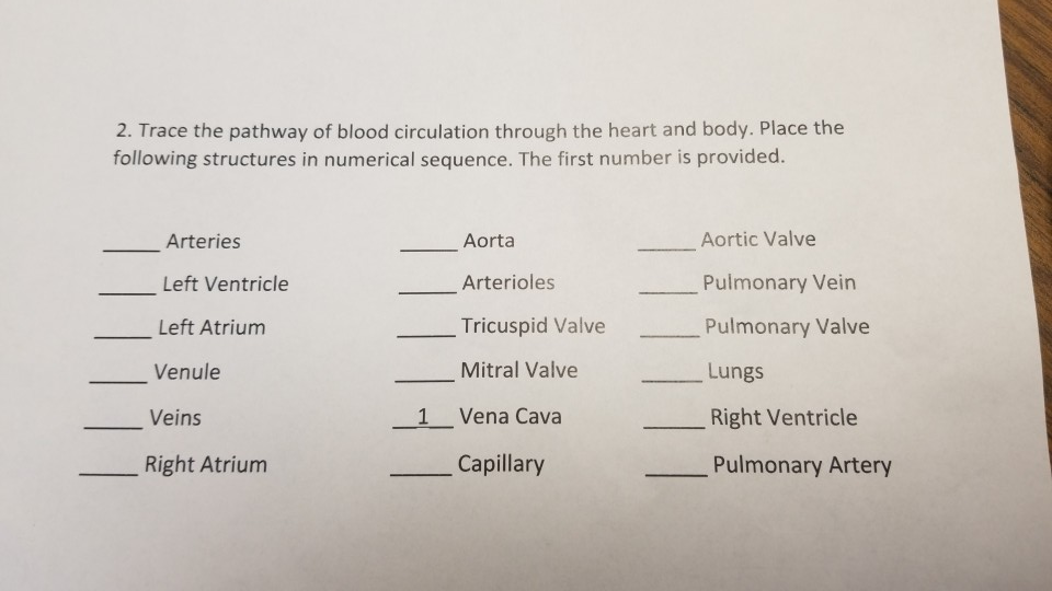 Solved 2. Trace the pathway of blood circulation through the | Chegg.com