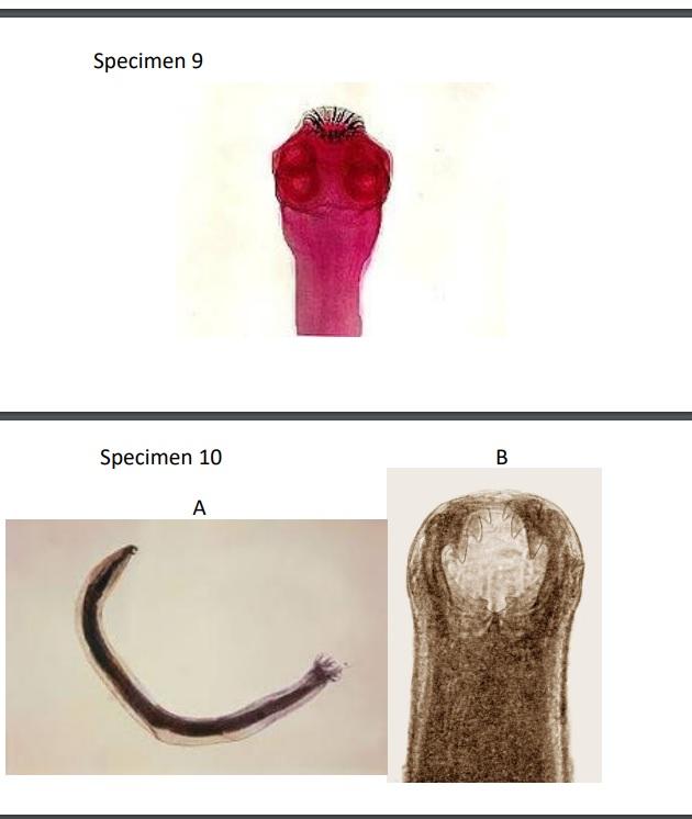 Solved Specimen 1 Specimen 2 \}2Specimen 3 SpecSpecimen 5 | Chegg.com