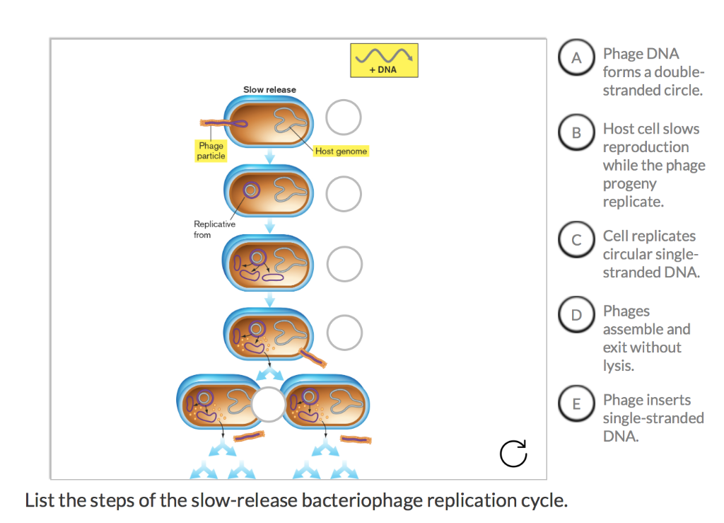 Solved APhage DNA forms a double- stranded circle. + DNA | Chegg.com