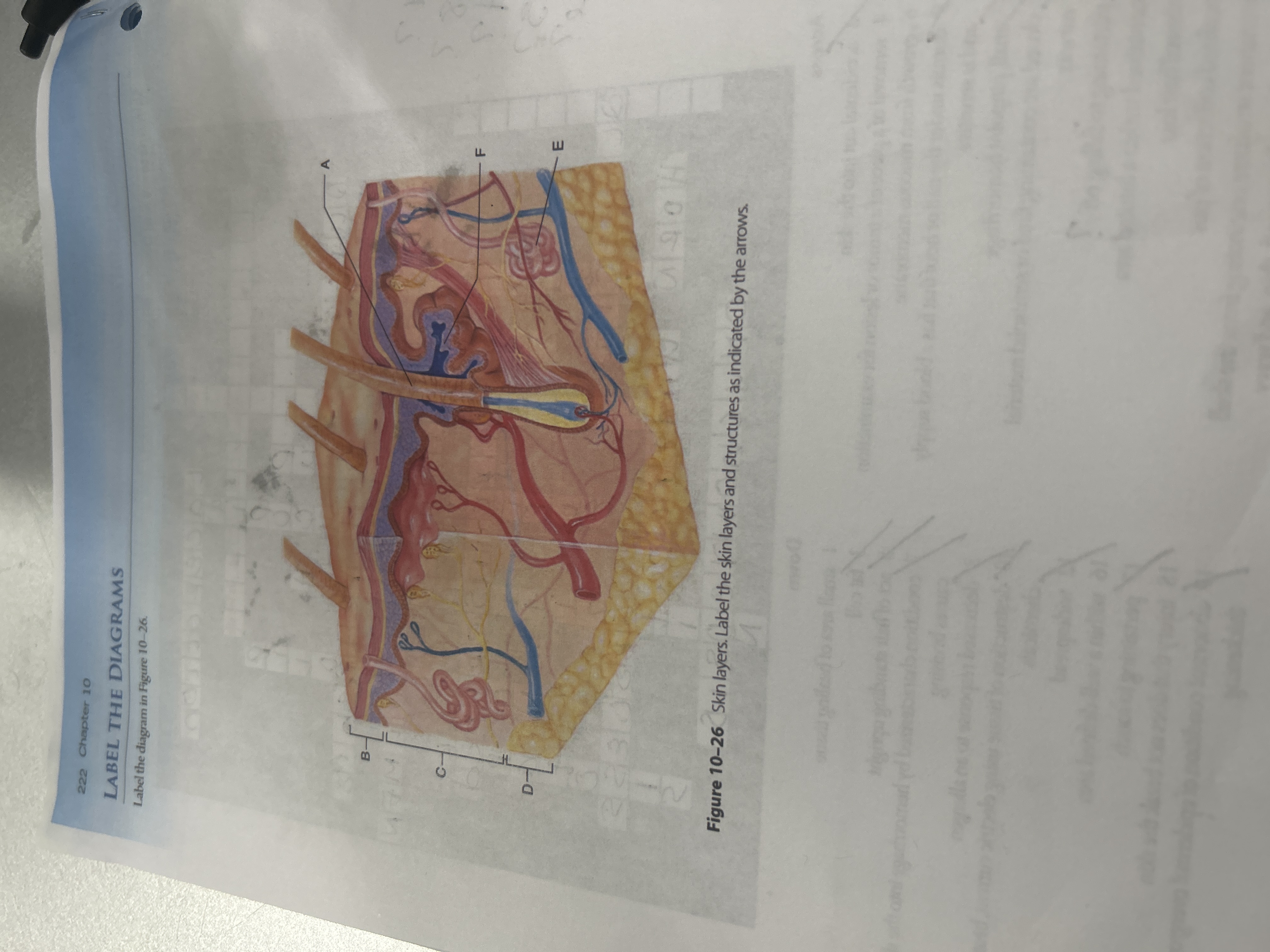 Solved Figure 10-26 Skin layers. Label the skin layers and | Chegg.com