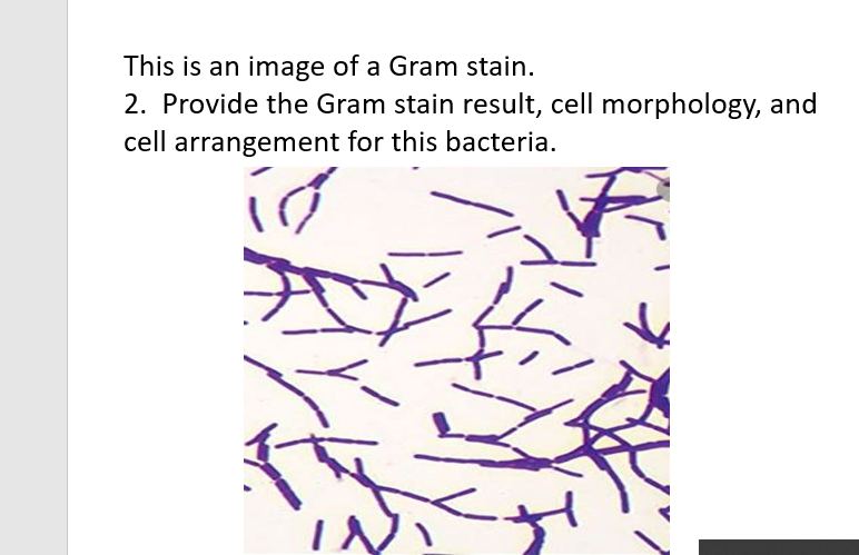 Solved This is an image of a Gram stain. 1. Provide the Gram | Chegg.com