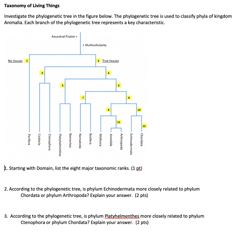 Phylogenetic Tree Of Kingdom Animalia