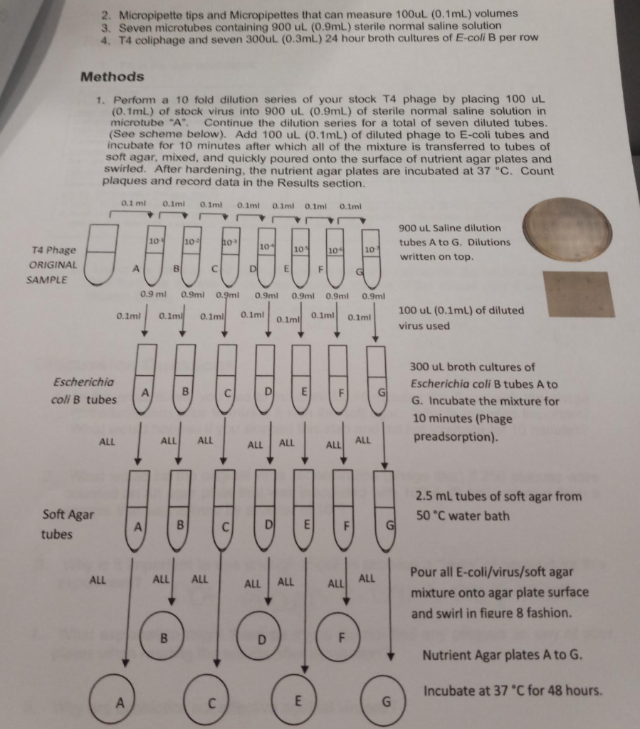Solved Background The Most Basic Virus Structure Consists Of