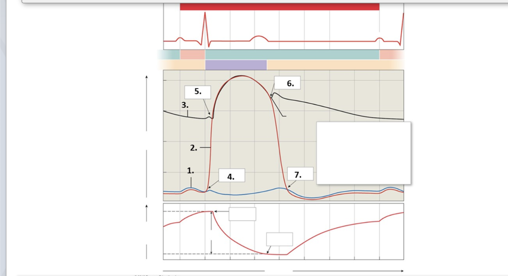 Solved 1. The graph below shows an action potential in | Chegg.com