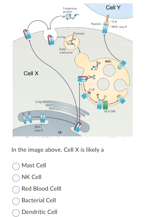 Solved In the image above, Cell X is likely aMast CellNK | Chegg.com