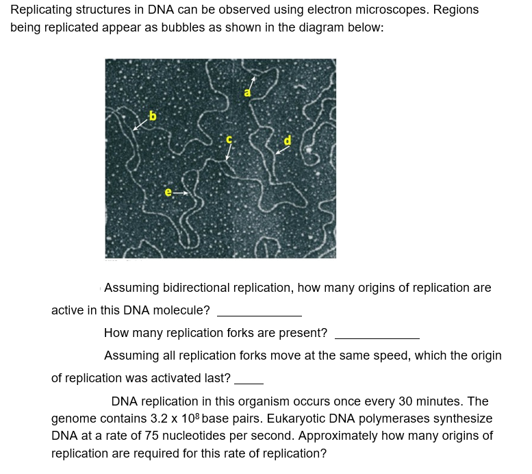 Dna Replication Fork Microscope