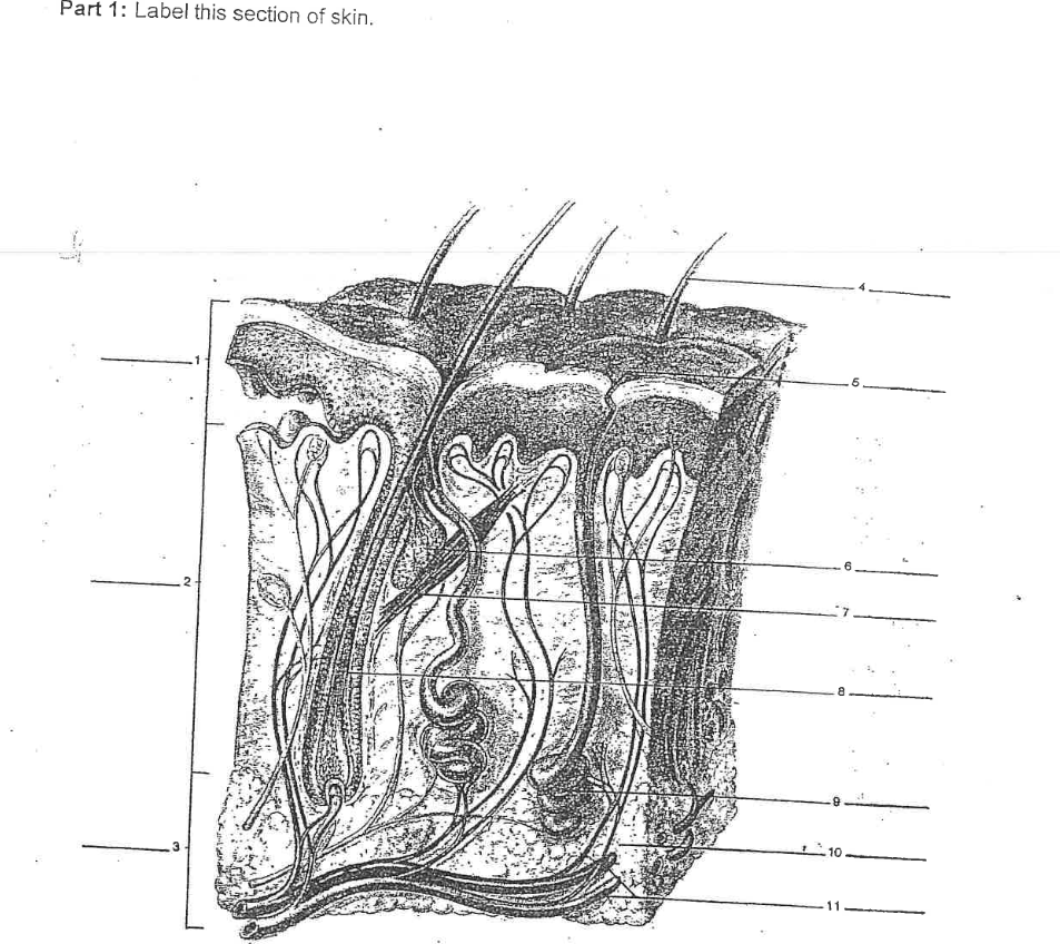 Human Skin Diagram Without Labels