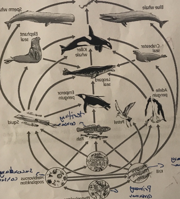 Solved Use the food web below to create a food chain. Label | Chegg.com