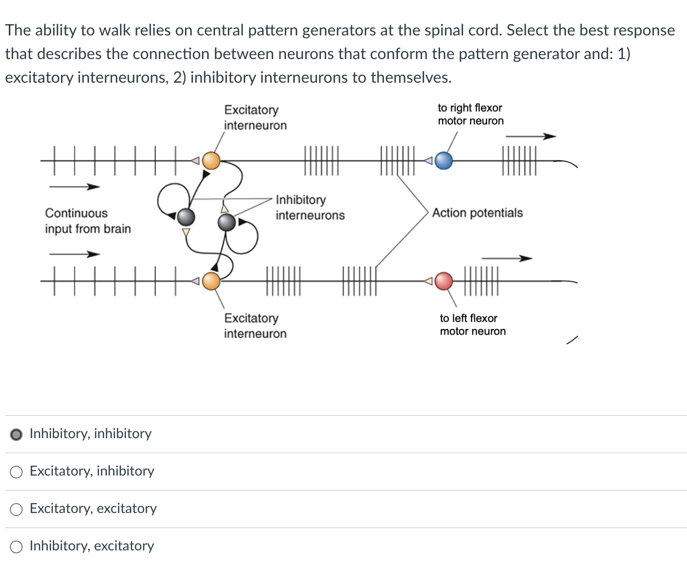 Solved The ability to walk relies on central pattern | Chegg.com